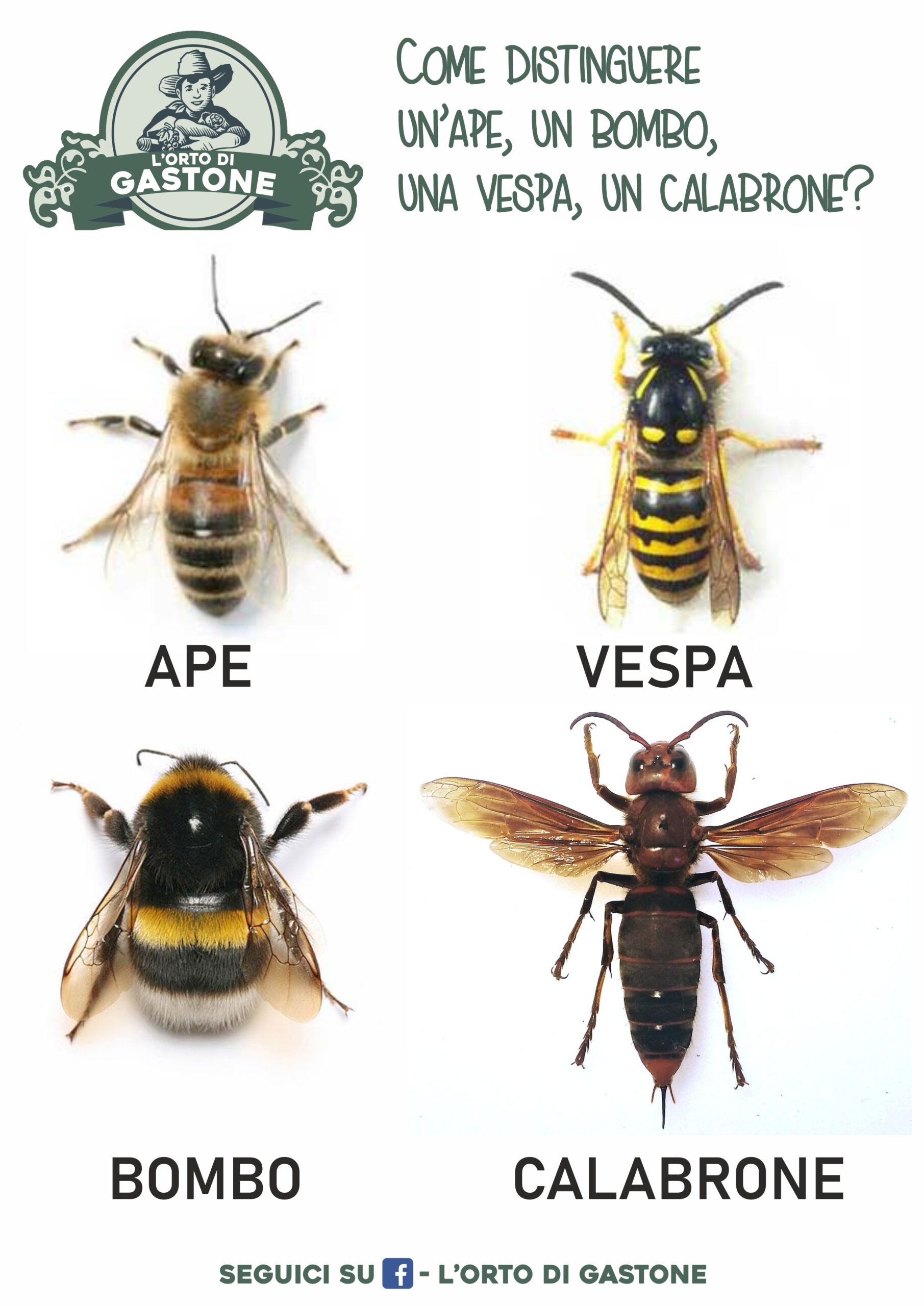 Come distinguere un’ape, un bombo, una vespa, un calabrone? - L’Orto di ...