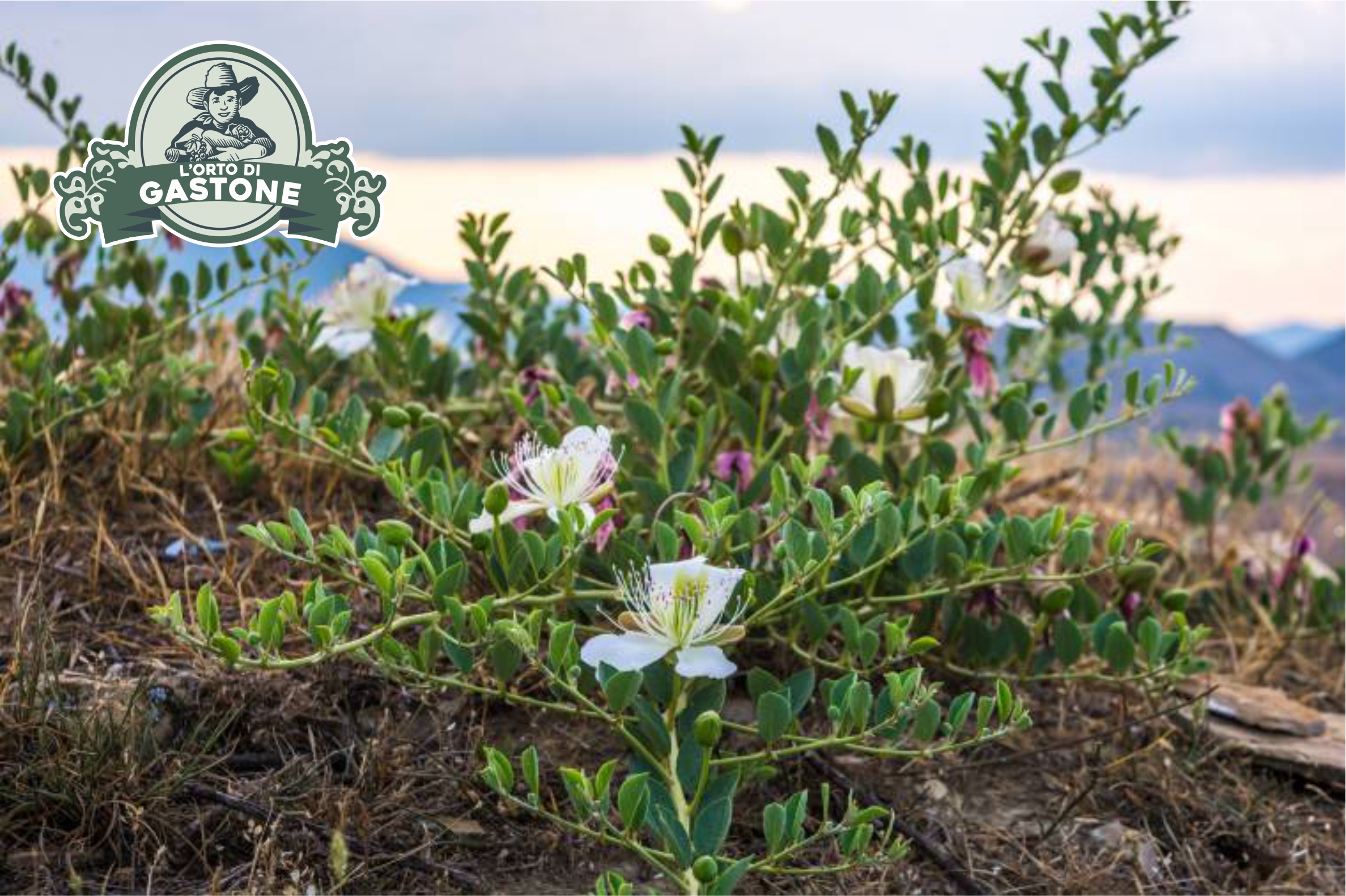 Pianta di capperi: tutto quello che c'è da sapere - L’Orto di Gastone