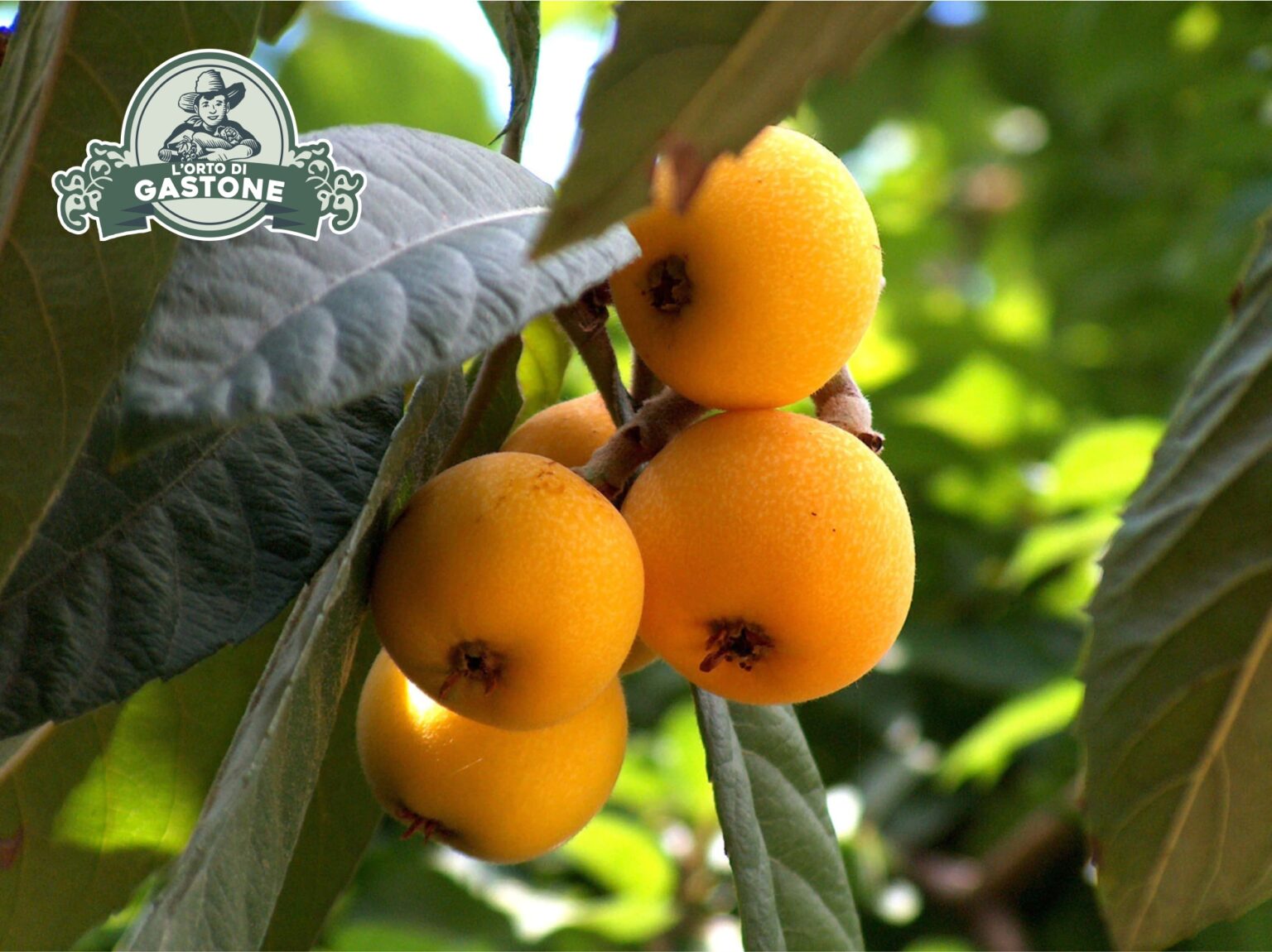 La nespola, un frutto semplice, salutare e facile da coltivare - L’Orto ...